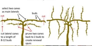 Mastering the Art of Pruning Grape Vines: How and When to Do It Right ...