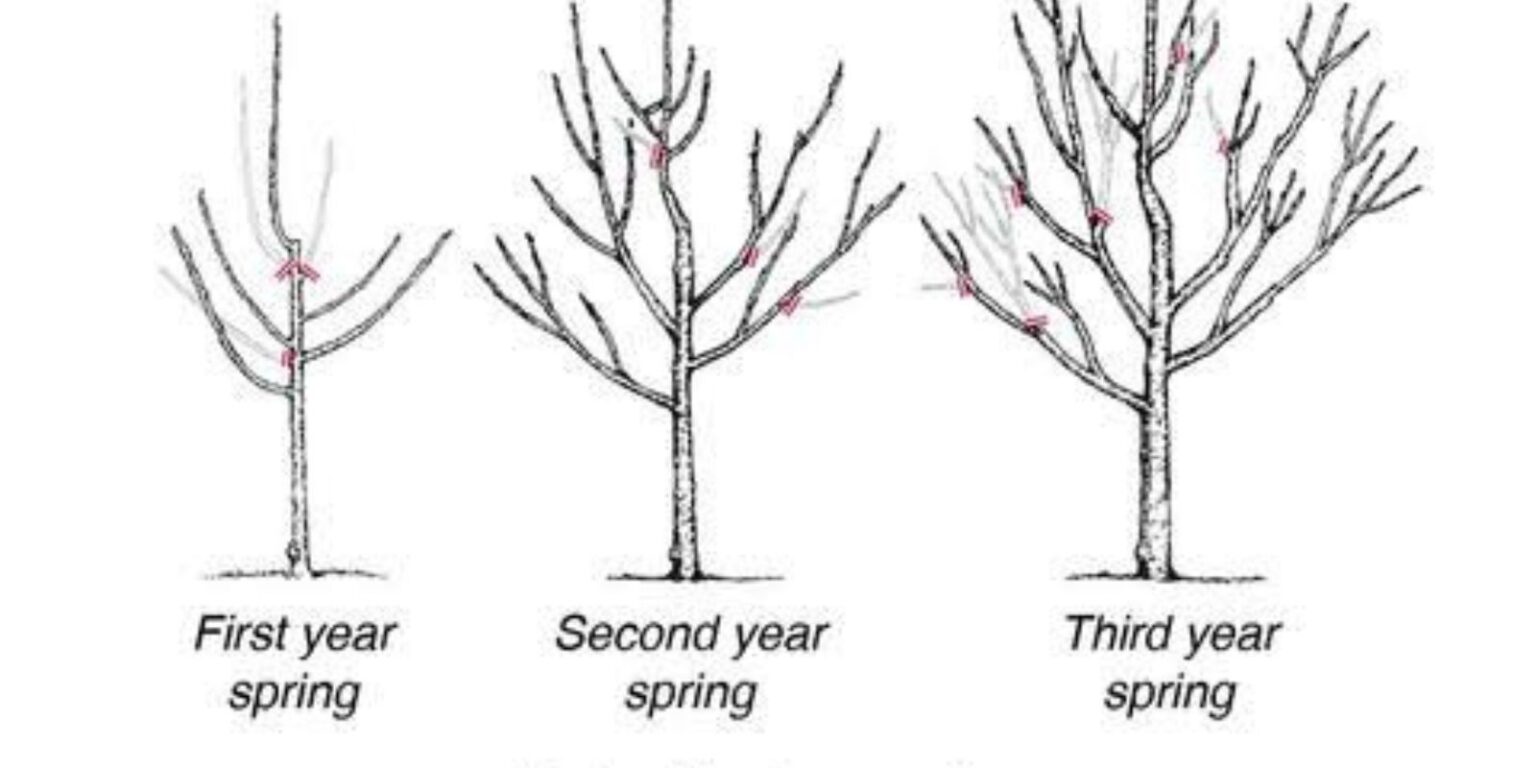 The Complete Guide to Pruning Apple Trees: Timing, Techniques, and Tips ...