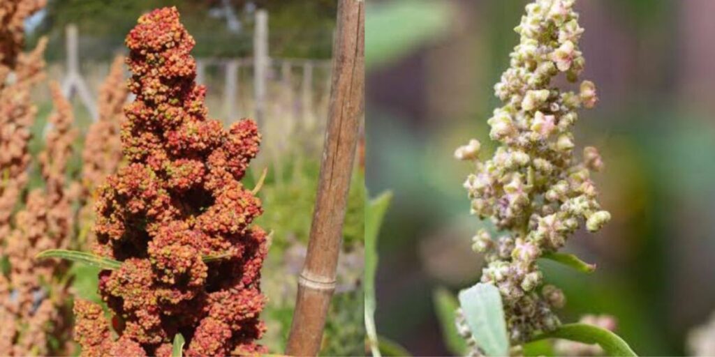 How to Plant, Grow, and Care for Quinoa: A Complete Guide for Home ...