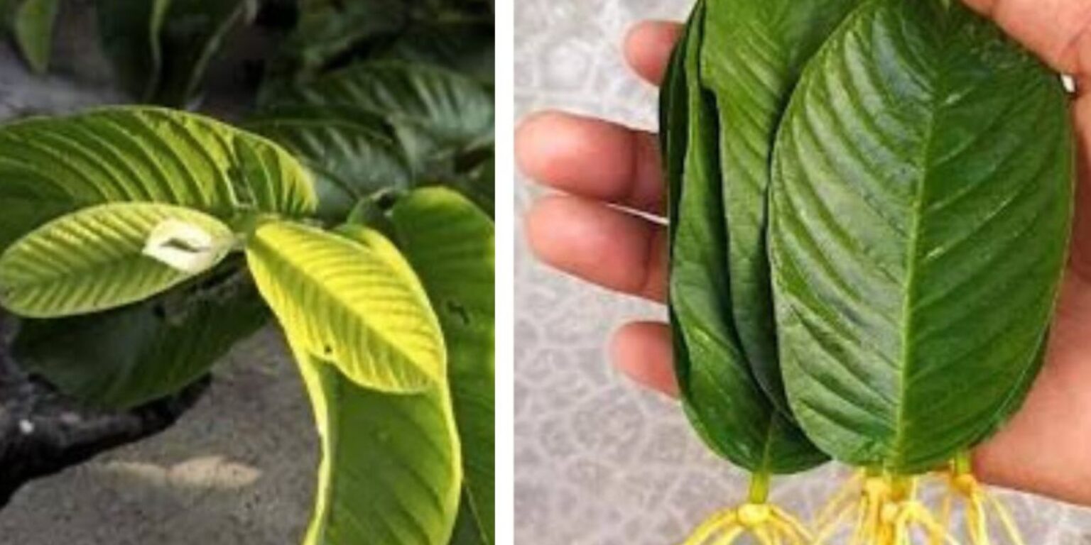 How to Grow Guava Trees from Guava Leaves: A Complete Guide to ...
