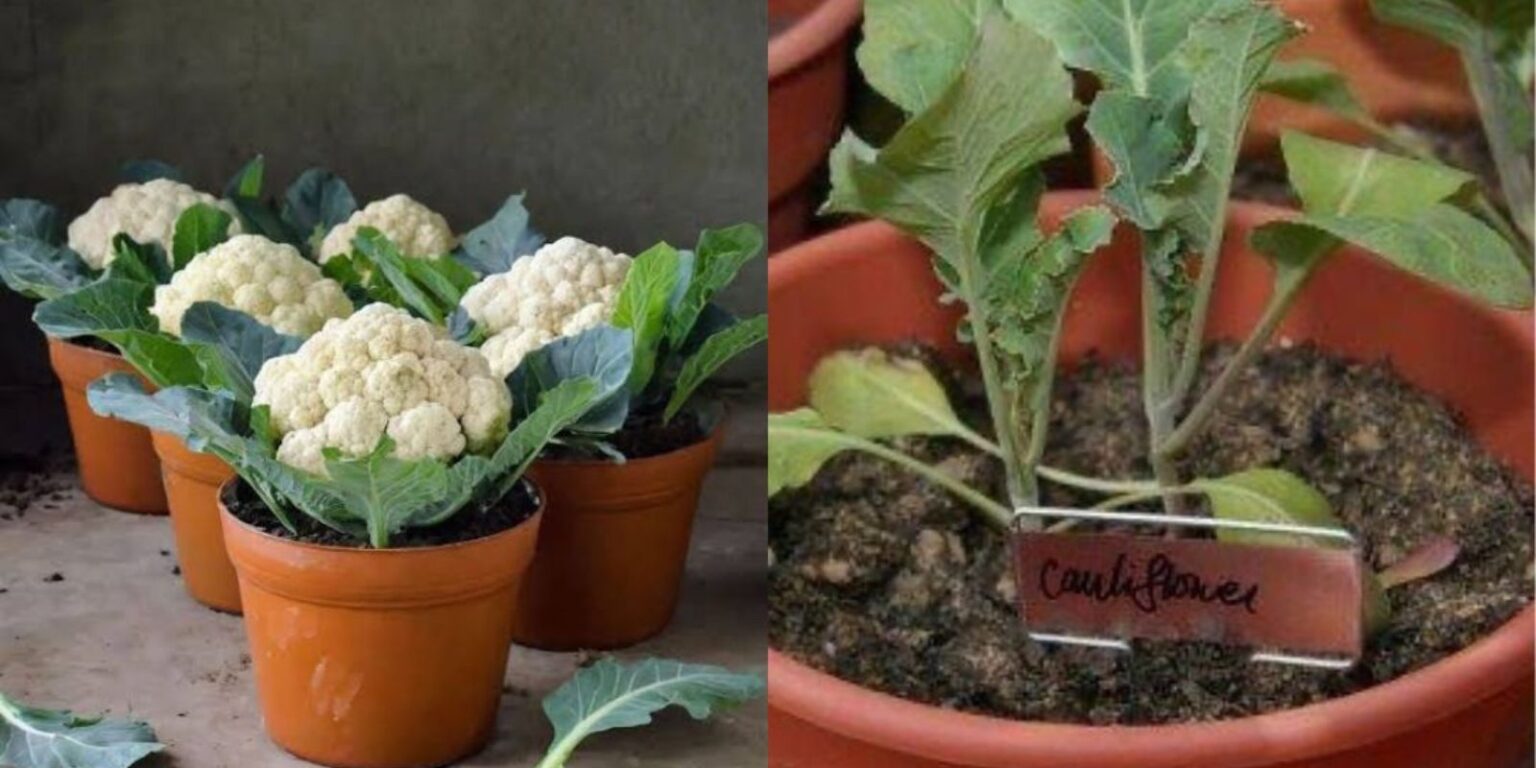 Growing the Biggest Cauliflower in a Pot: A Step-by-Step Guide ...
