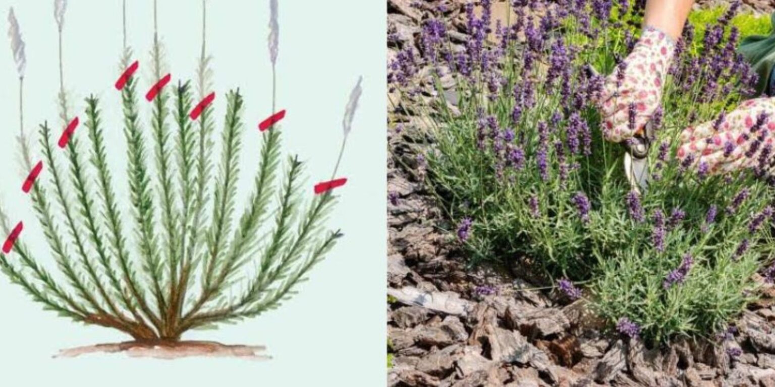The Ultimate Guide to Pruning Lavender: Keep Your Plants Healthy and ...