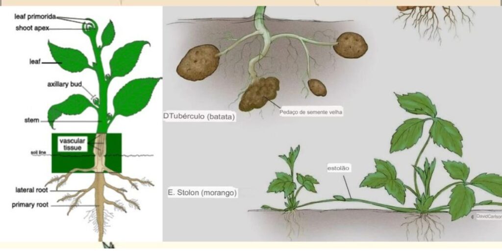The Secret World of Plant Storage and Propagation Organs: Key to ...