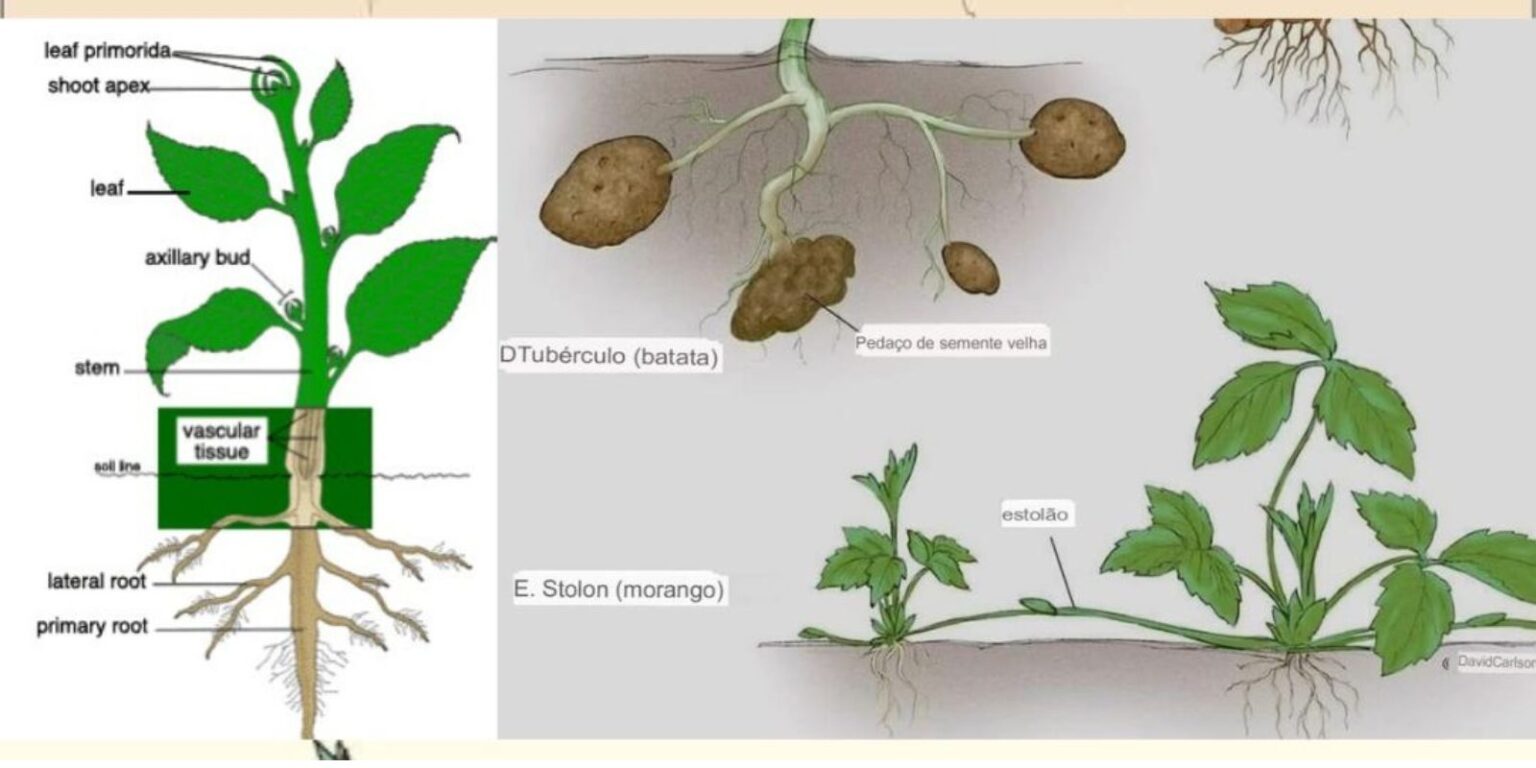 The Secret World of Plant Storage and Propagation Organs: Key to ...