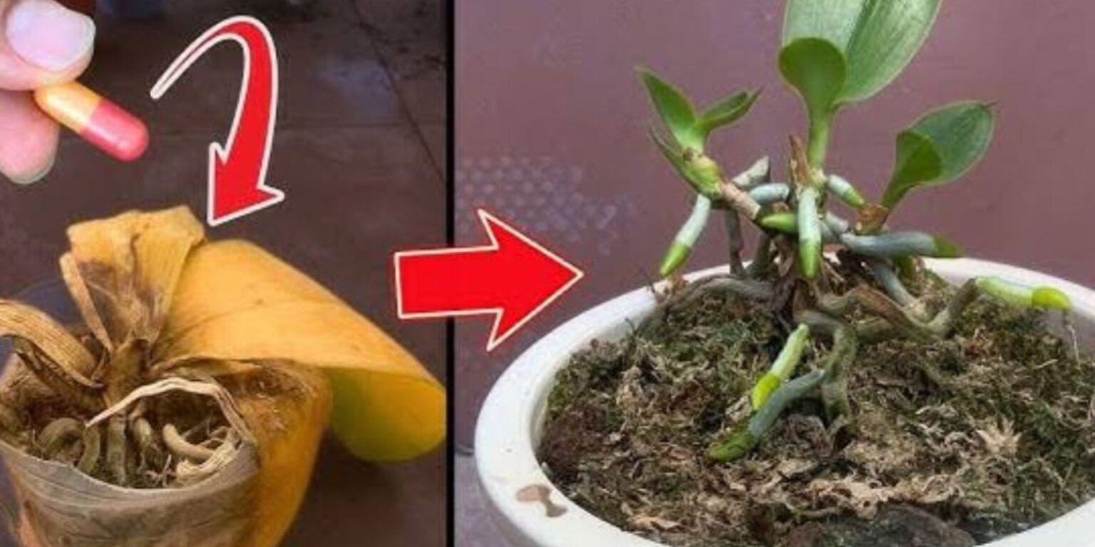 The Miracle Orchid Rescue: How to Revive Dried and Rotten Roots for a ...