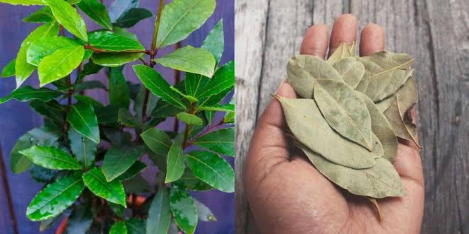 How to Grow a Bay Leaf Tree: A Complete Guide for Beginners - Natural ...