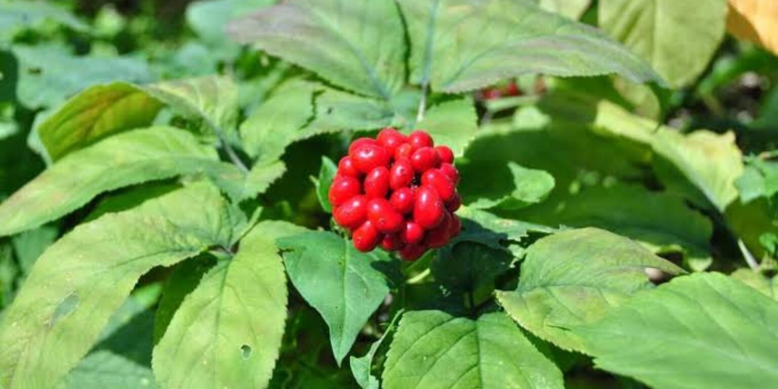 How to Grow Ginseng: A Complete Guide to Cultivating Panax Ginseng and ...