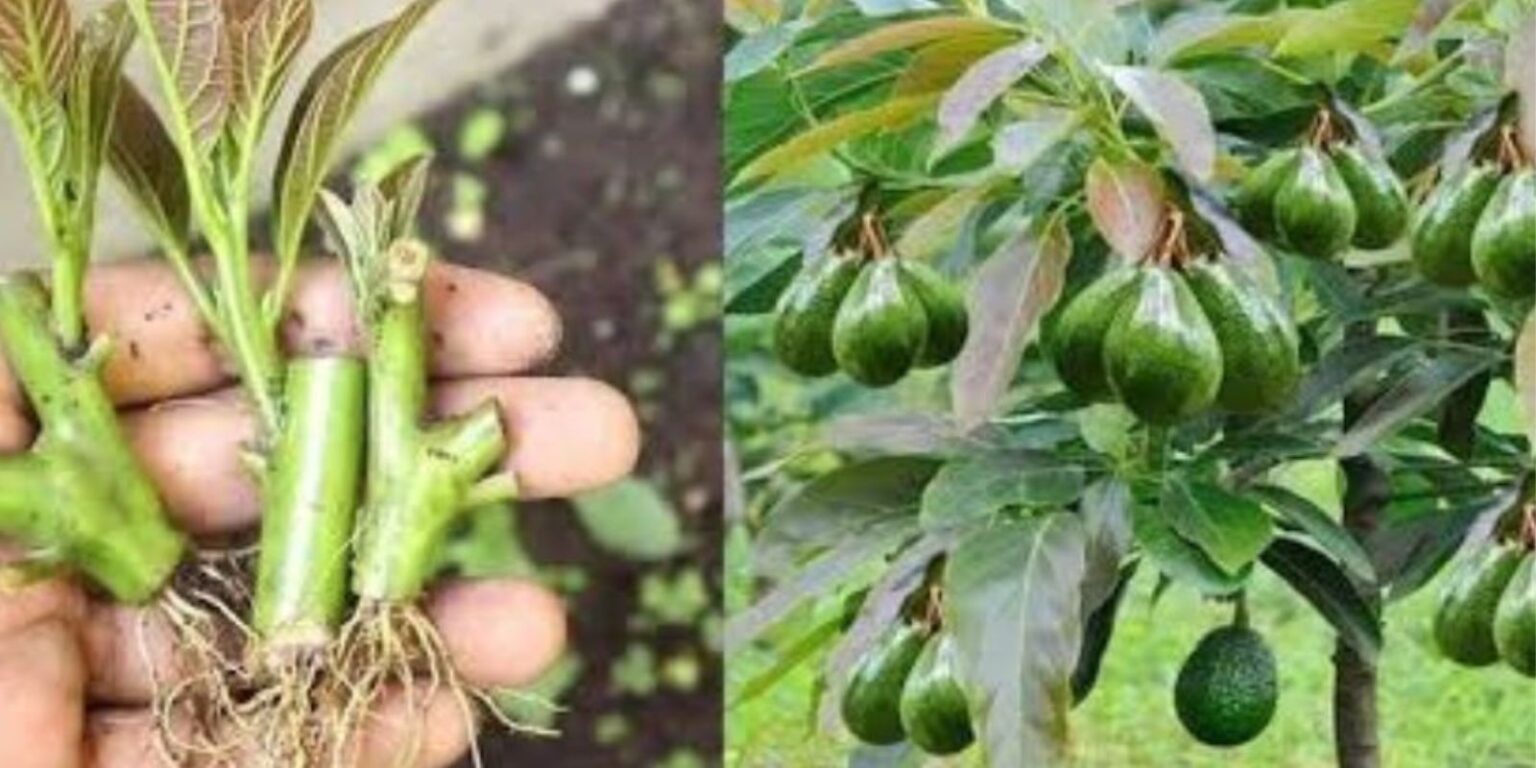How to Grow an Avocado Tree from a Pit: The Ultimate Guide to Sprouting ...