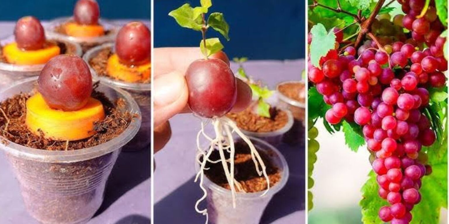 How to Grow Grapes at Home: A Step-by-Step Guide for Beginners ...