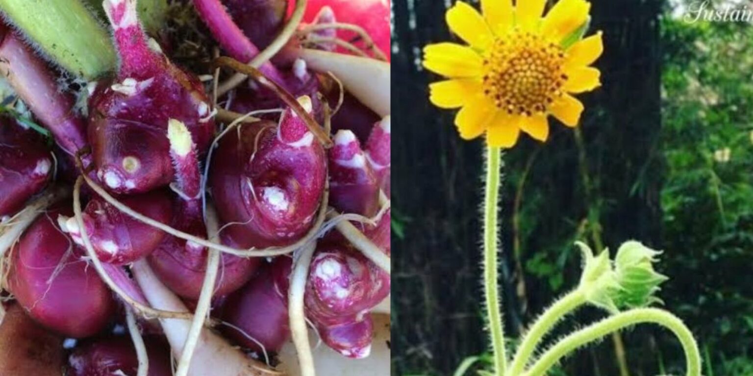 Growing Yacon Root: Plant It and Forget It Until Harvest Time - Natural ...