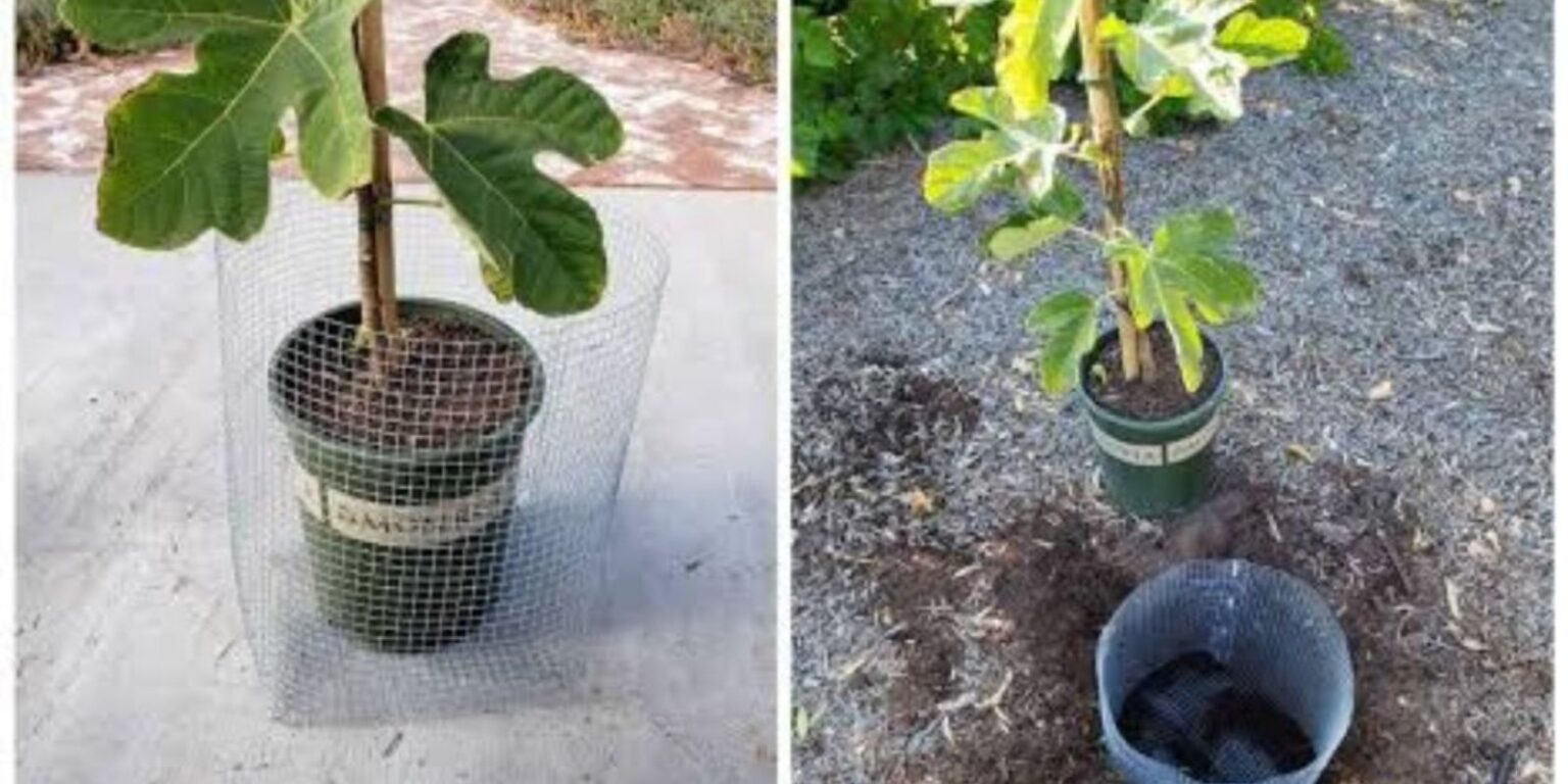 The Ultimate Guide to Growing a Fig Tree in a Pot: Care, Tips, and ...