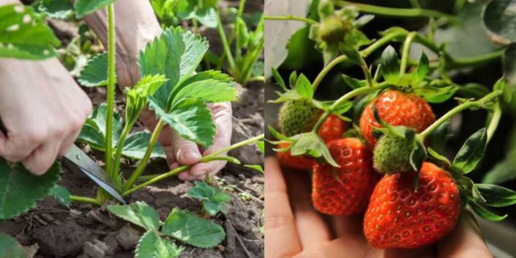 The Ultimate Guide to Pruning Strawberries: Why, When, and How ...