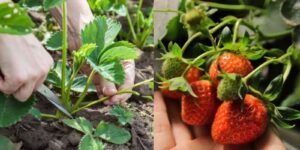 The Ultimate Guide to Pruning Strawberries: Why, When, and How ...