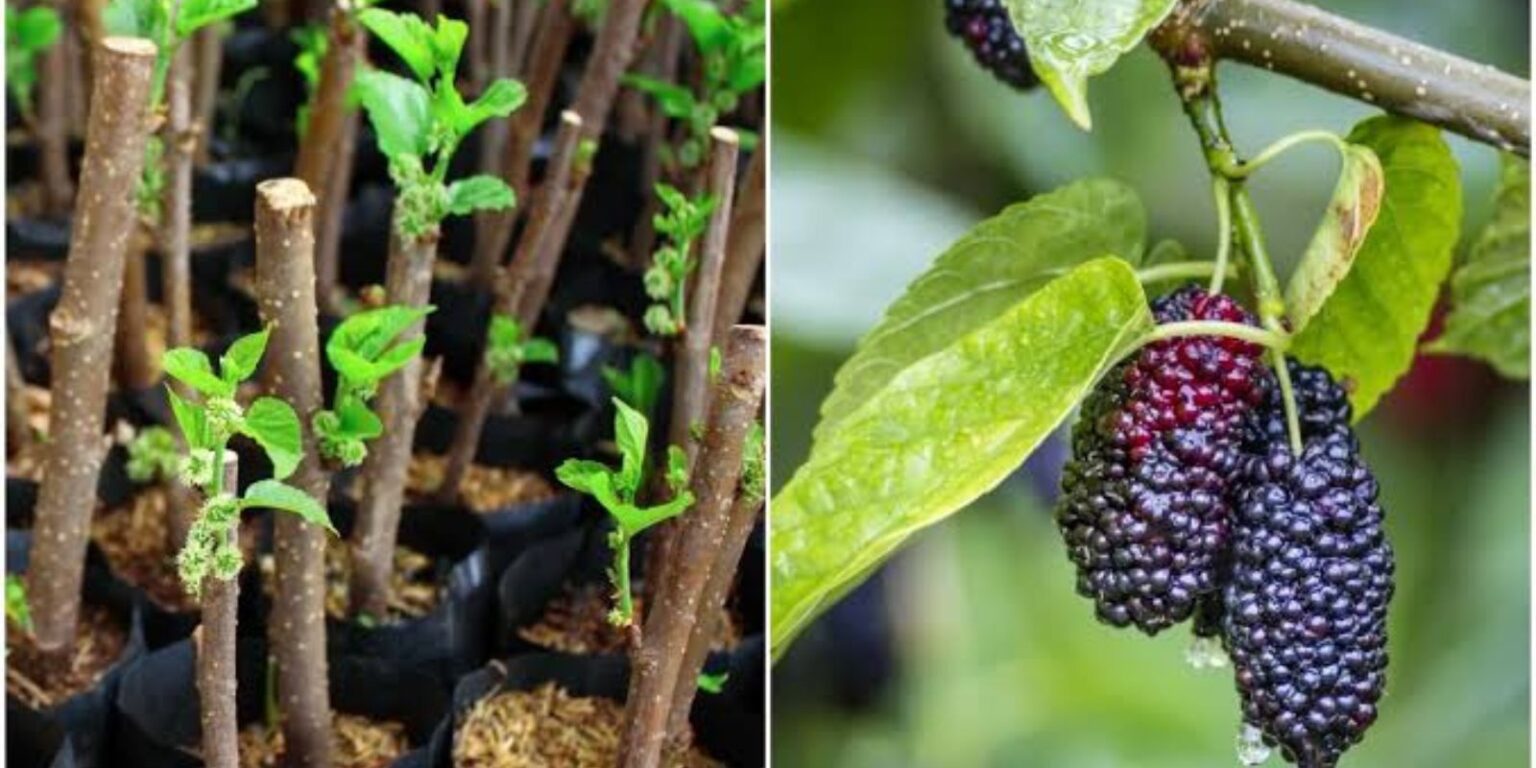 How to Grow a Mulberry Tree: A Complete Guide to Cultivation, Care, and ...
