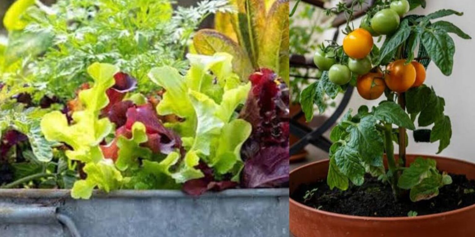 The Ultimate Guide to Growing Vegetables in Containers: 12 Vegetables ...