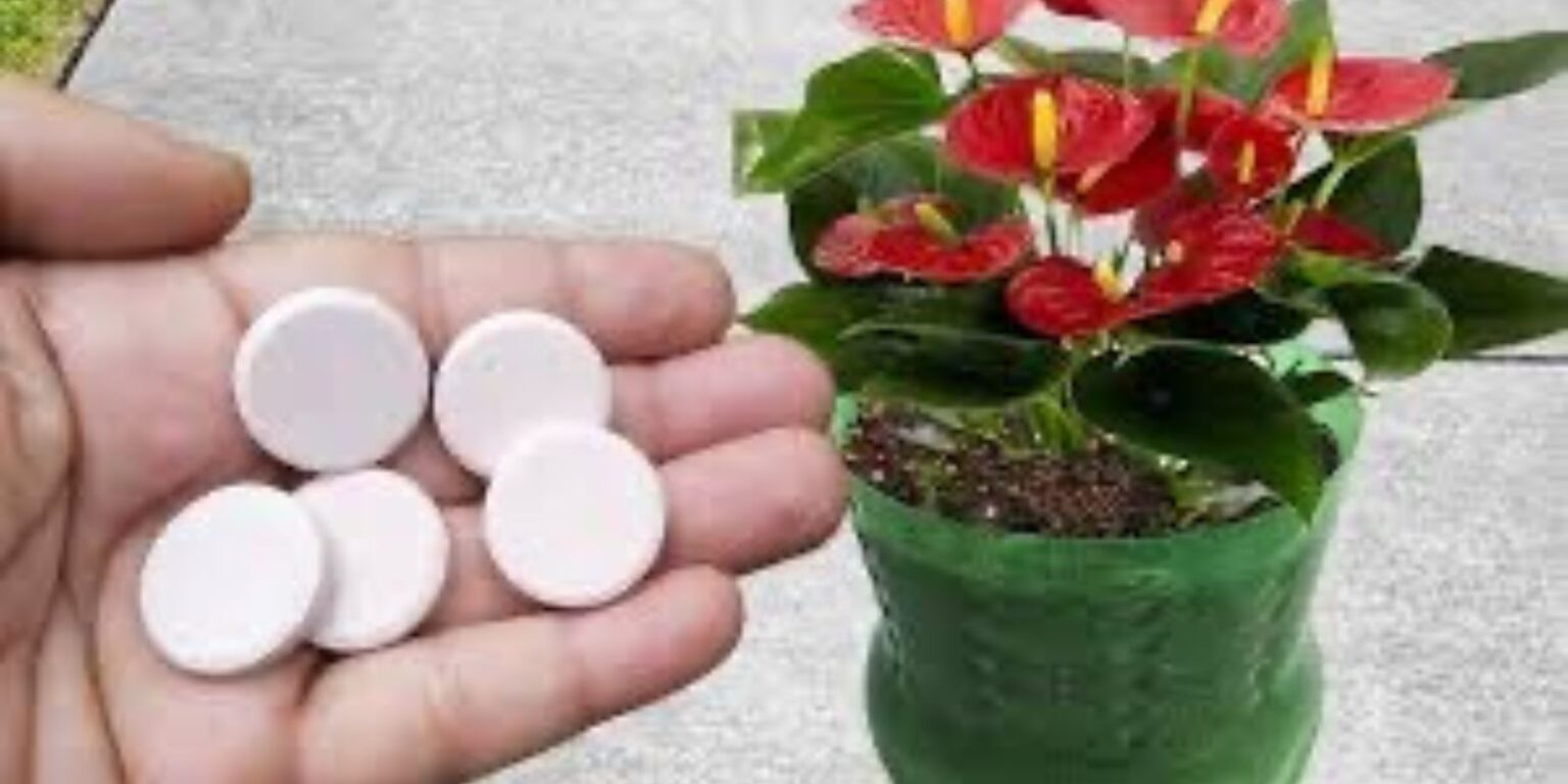 The Simple Secret to Make Any Flower Bloom Instantly: One Tablet Is All ...