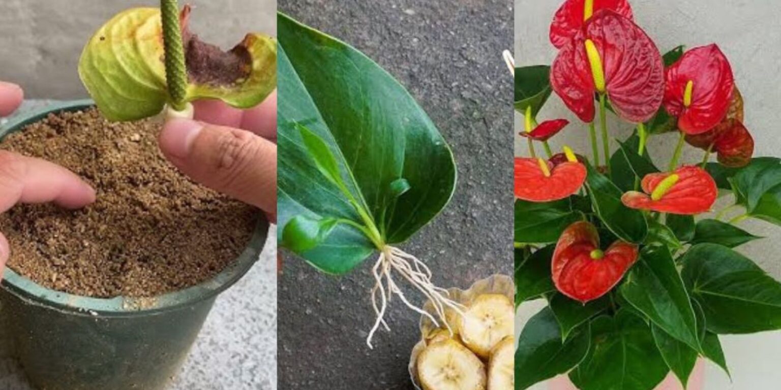 The Secret to Propagating Anthuriums with Garlic: A Simple, Effective Guide - Natural Garden Tips