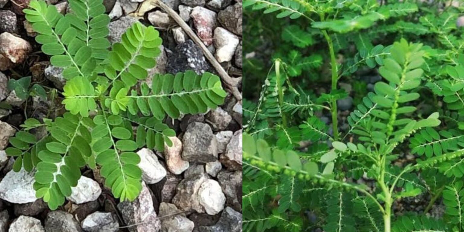 The Hidden Power of Stone Breaker (Chanca Piedra): A Guide to ...