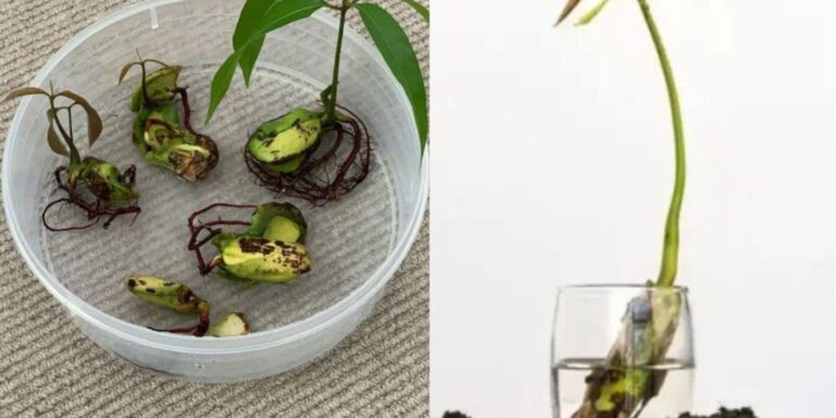 Mango Seed Germination: Your Step-by-Step Guide to Growing a Mango Tree ...