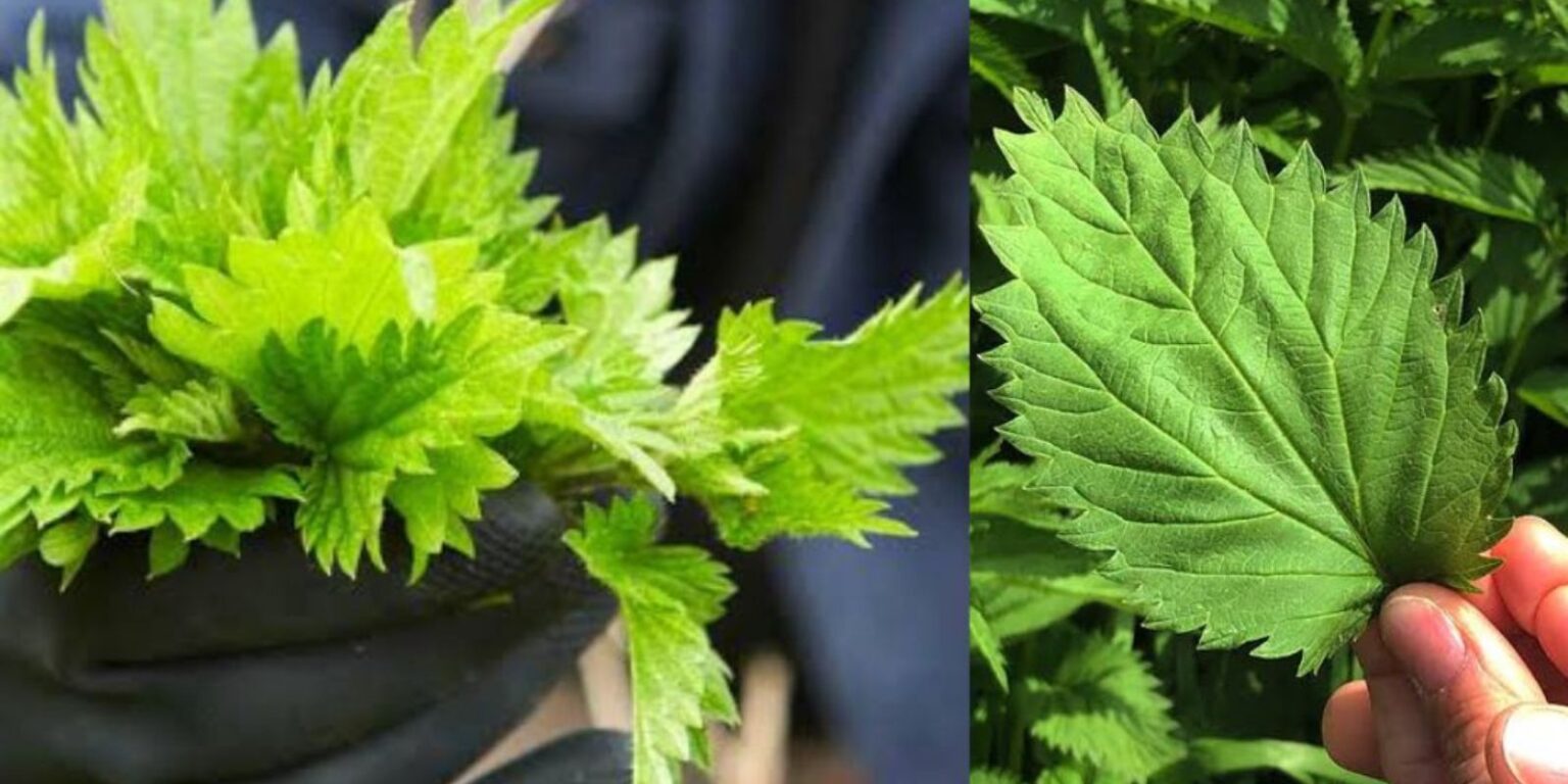 The Mighty Nettle: Unveiling Its 7 Benefits and a Simple Tea Recipe ...