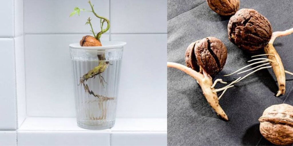 How to Grow a Walnut Tree from Seed – The Easy and Effective Way ...