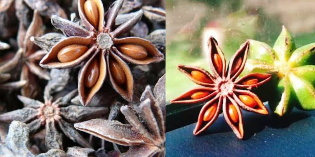 How to Grow and Care for Star Anise: A Complete Guide to Cultivating ...