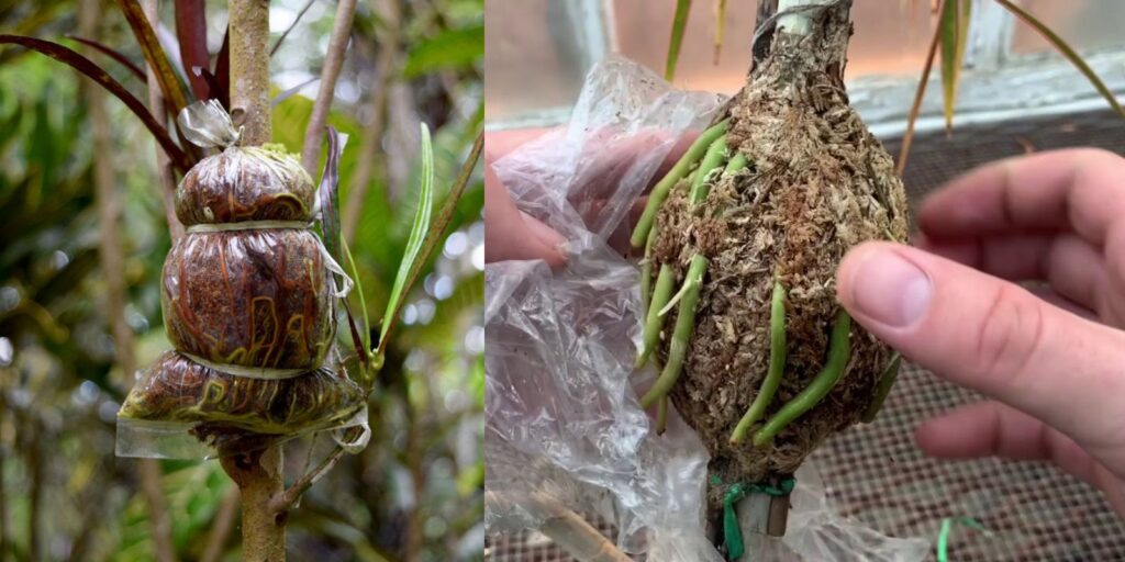 Air Layering: The Secret to Propagating Plants Like a Pro - Natural ...