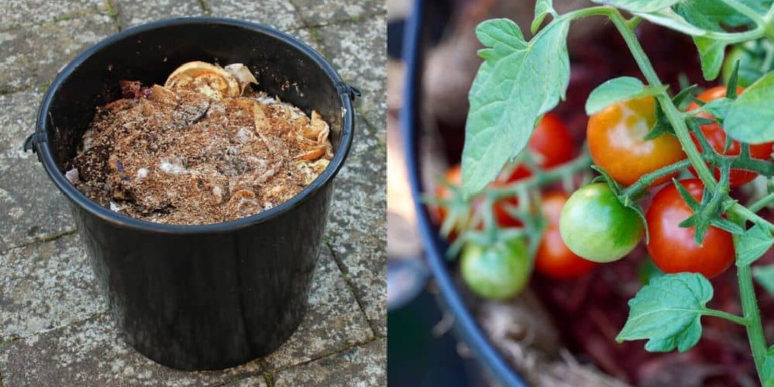 My Tomato Fertilizer Recipe Perfected Over 30 Years: The Secret to ...