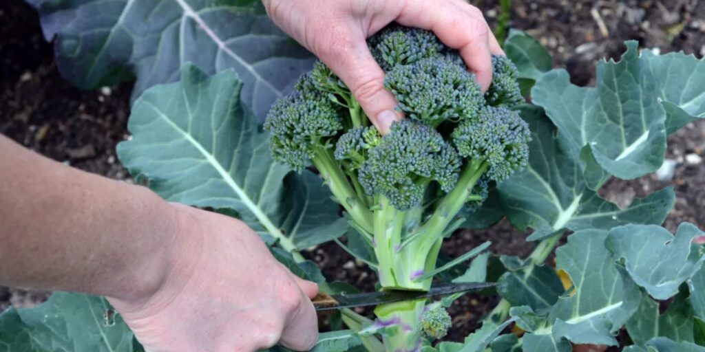 Five Tips for Growing Broccoli Successfully - Natural Garden Tips