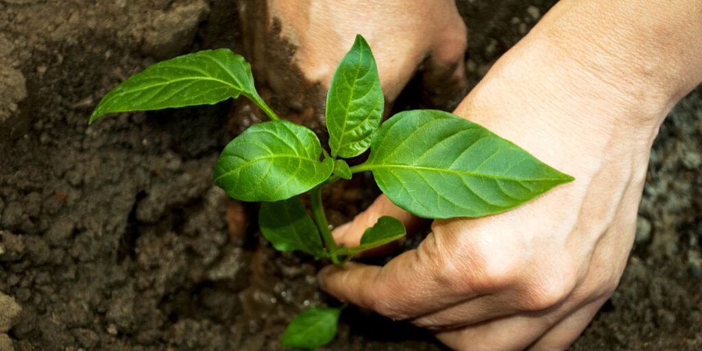 The Ultimate Guide to Transplanting Pepper Plants for a Bountiful ...