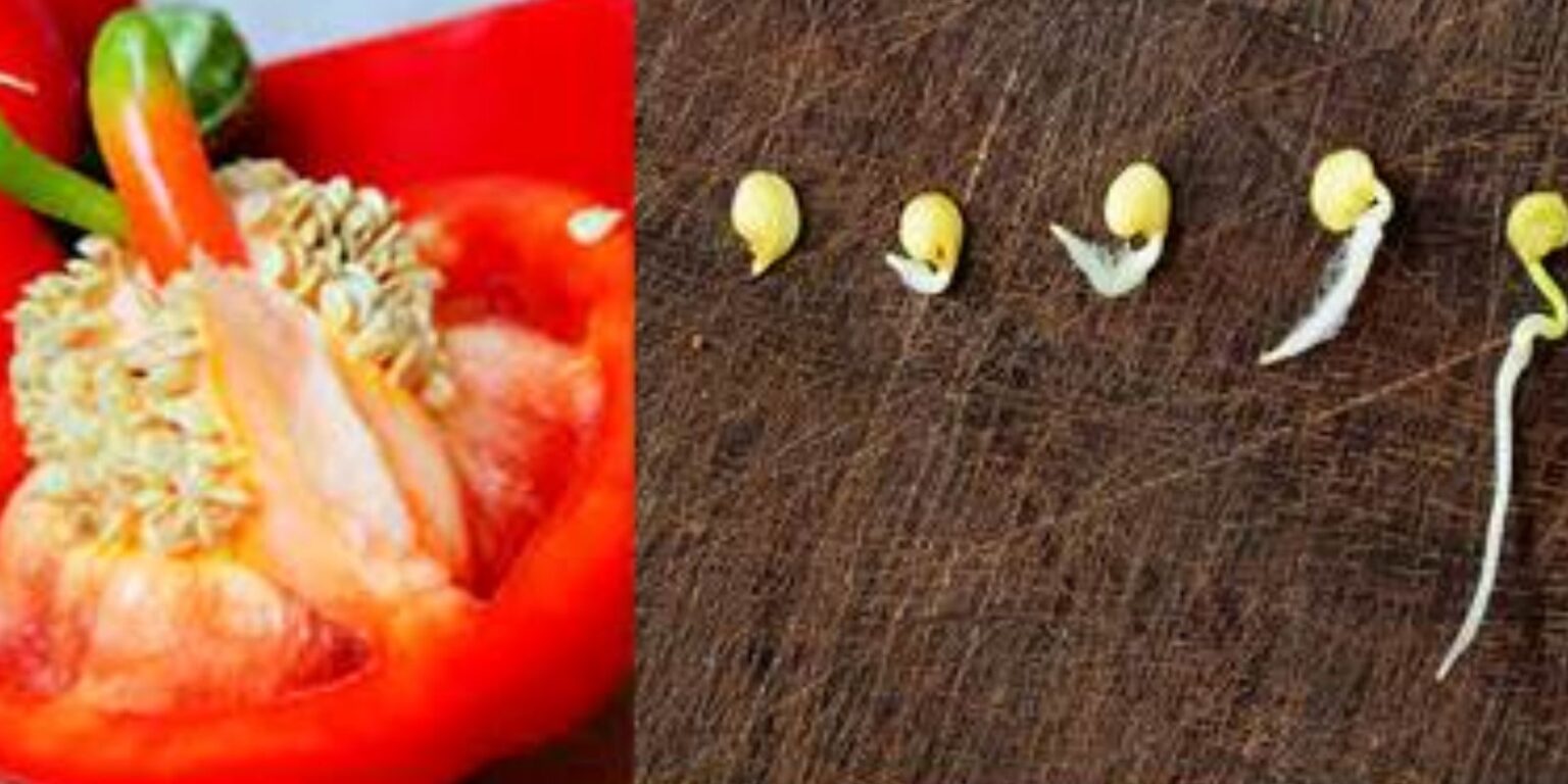 Pepper Seed Germination Tricks and Tips for a Thriving Garden - Natural ...