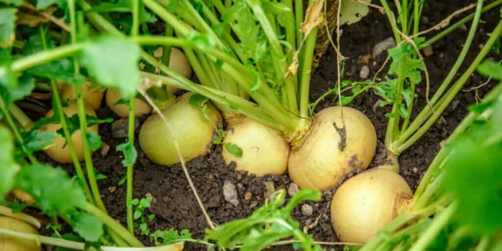 Turnip Planting Time - What You Need to Know - Natural Garden Tips