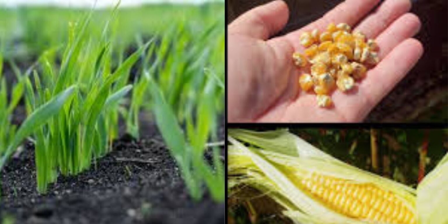 The Complete Guide to Growing Corn from Seed - Natural Garden Tips