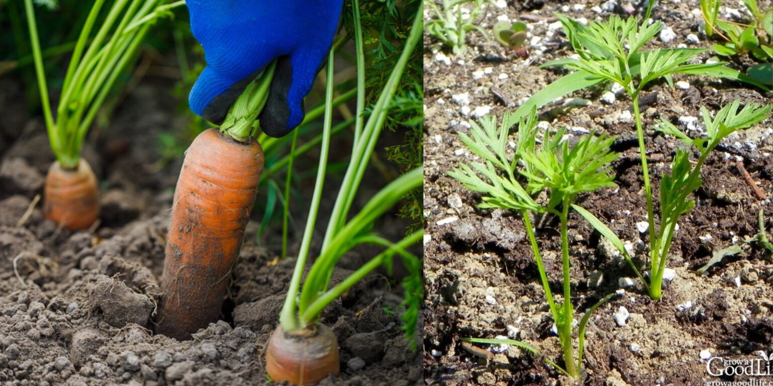 10 Common Carrot Growing Problems and How to Prevent Them - Natural ...