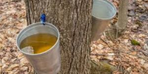 20 Trees You Can Tap for Syrup: A Guide to Nature’s Sweetest Secret ...