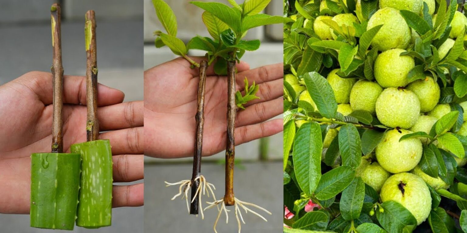 How to Grow a Guava Tree from Cuttings Using Aloe Vera - Natural Garden ...