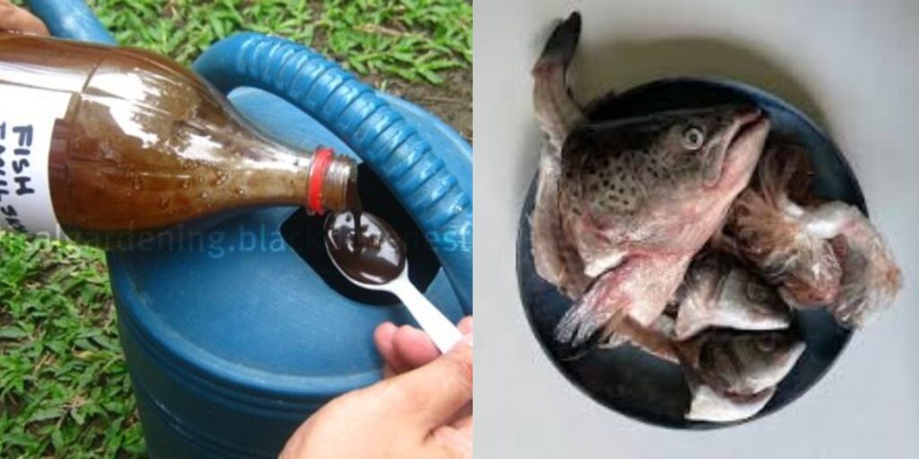 Best Homemade Fish Emulsion: A Nutrient-Rich Organic Fertilizer for ...