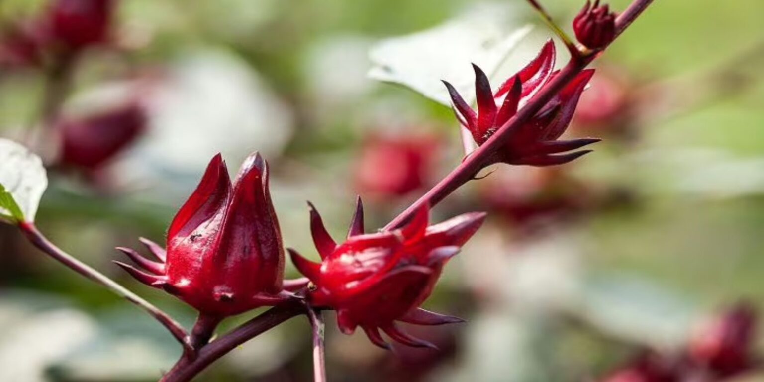 How to Grow Hibiscus (a.k.a. Roselle, Hibiscus sabdariffa): A Complete ...