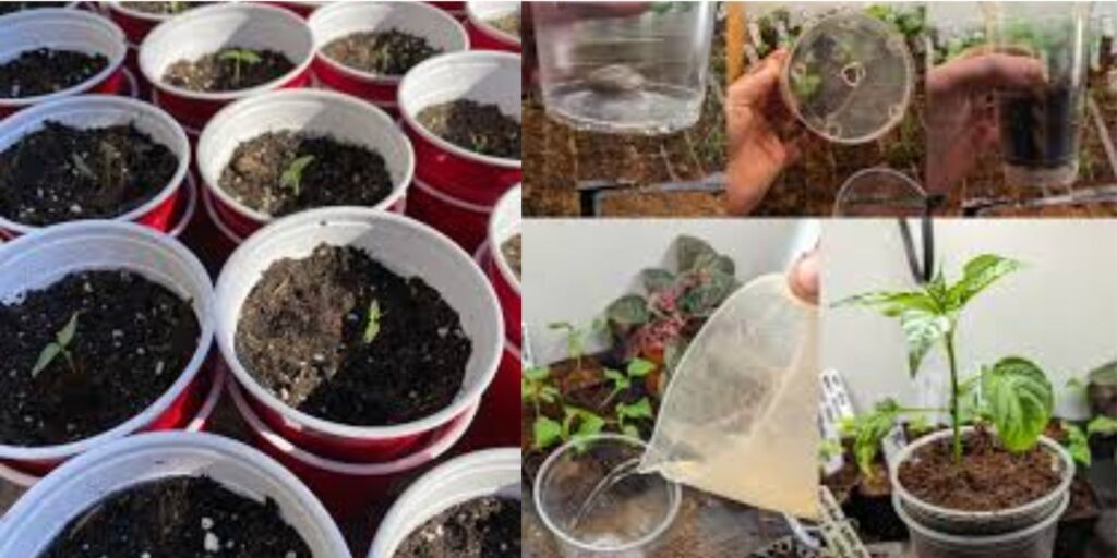 Double Cup Method: The Ultimate Guide to Starting Pepper Seeds ...