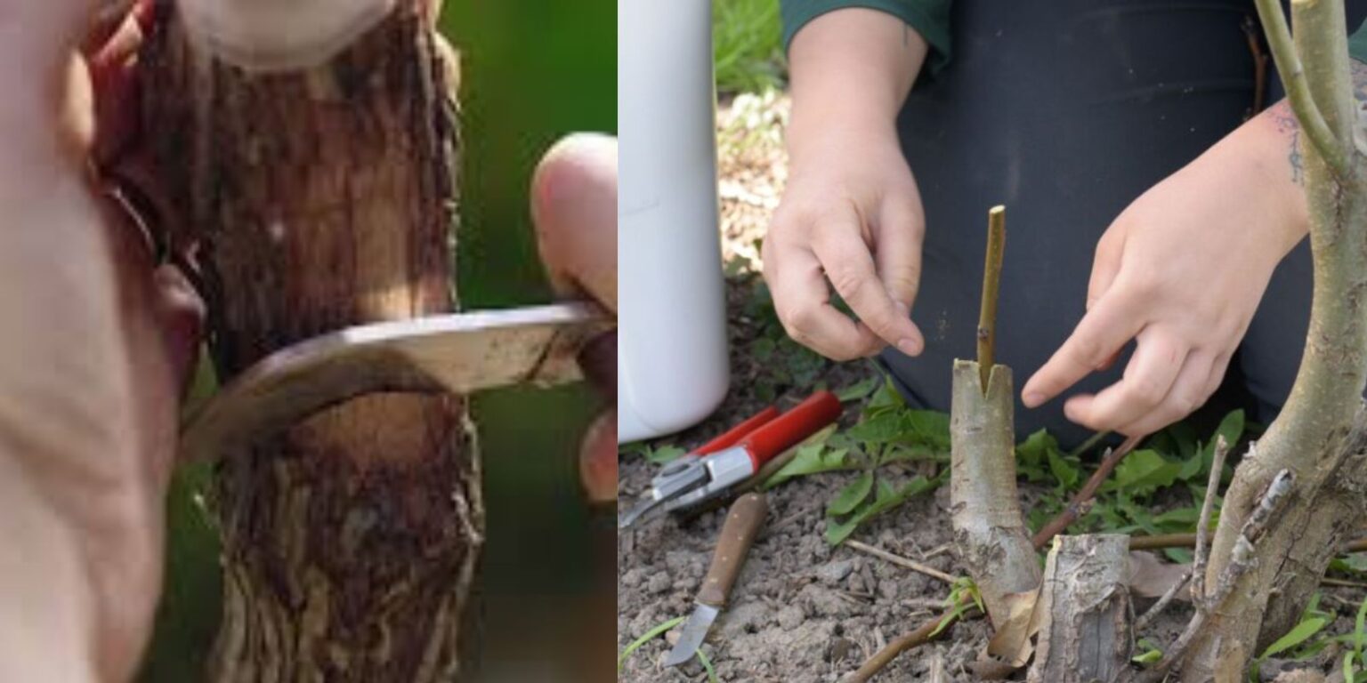 Grafting Grapes Made Easy: A Step-by-Step Guide to Stronger Vines ...