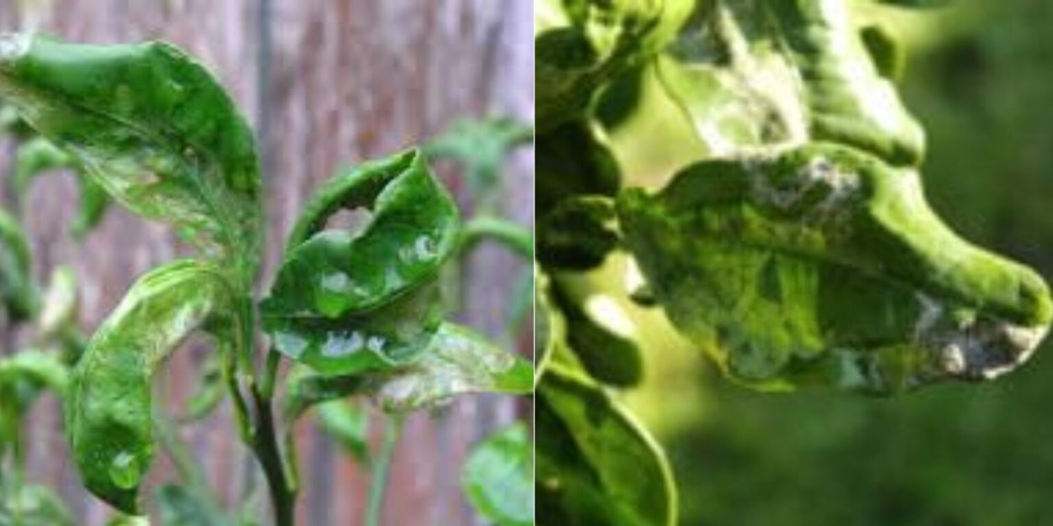 Lemon Tree Leaves Curling: Causes and Solutions - Natural Garden Tips