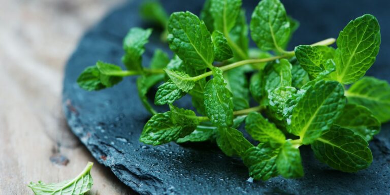 How to Store Fresh Mint and Keep It Fresh for Longer - Natural Garden Tips