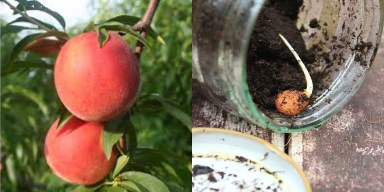 How to Grow a Nectarine Tree from Seed for Free: A Complete Guide to ...