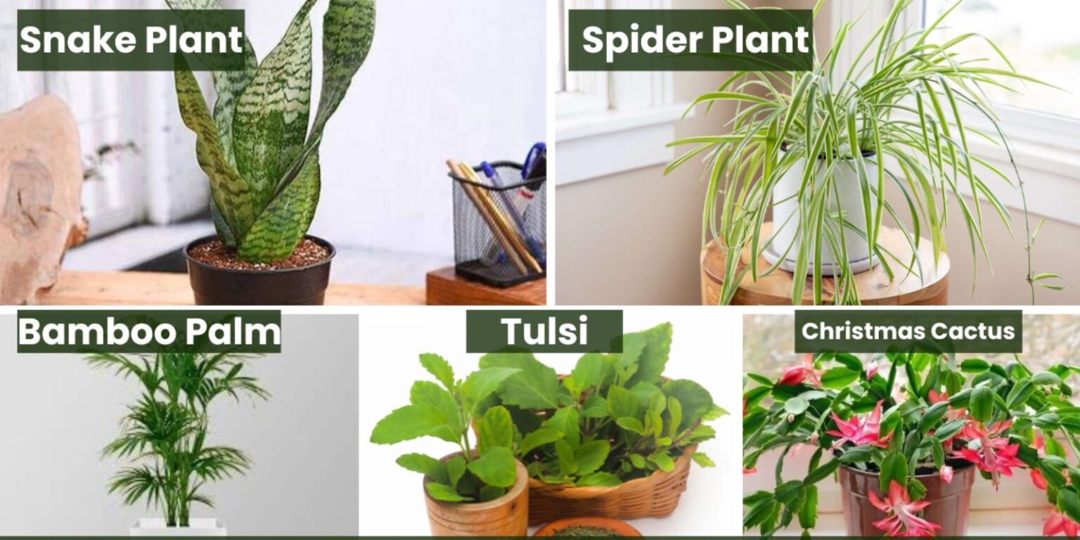 Top 10 Highest Oxygen-Producing Indoor Plants for a Healthier Home ...