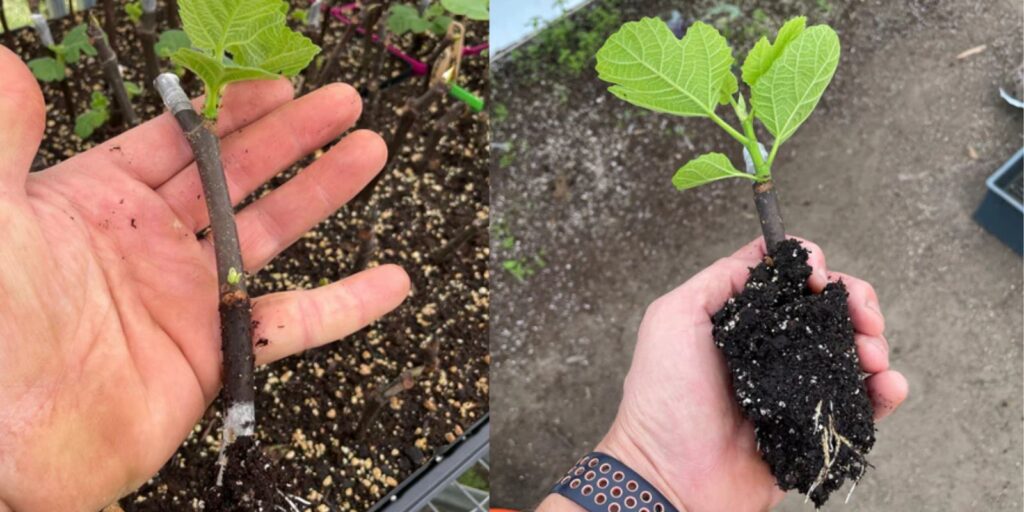 The Right Techniques for Propagating Fig Cuttings: A Step-by-Step Guide ...