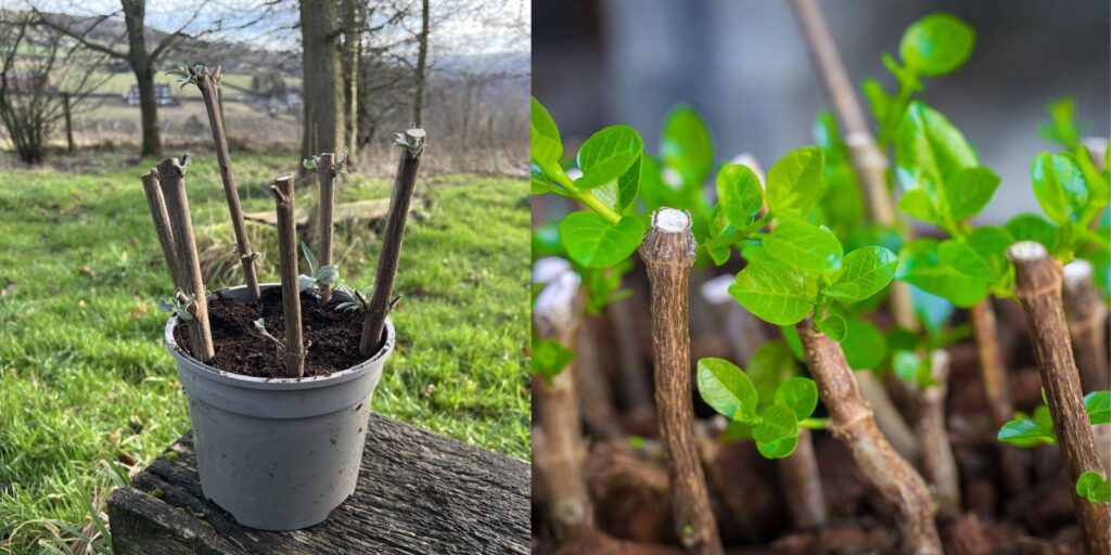 How to Propagate New Plants from Hardwood Cuttings: A Step-by-Step ...