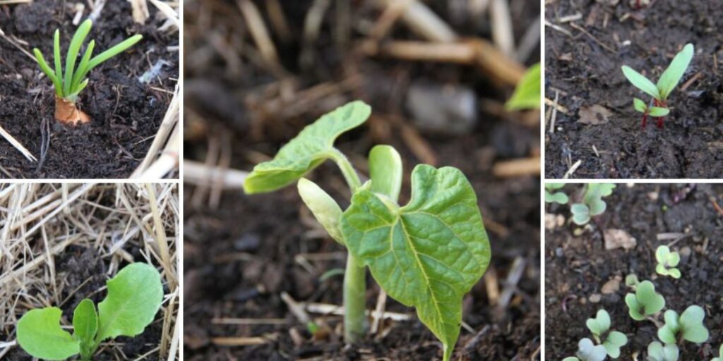Vegetable Plant Identification from Seed to Seedling: A Guide for ...