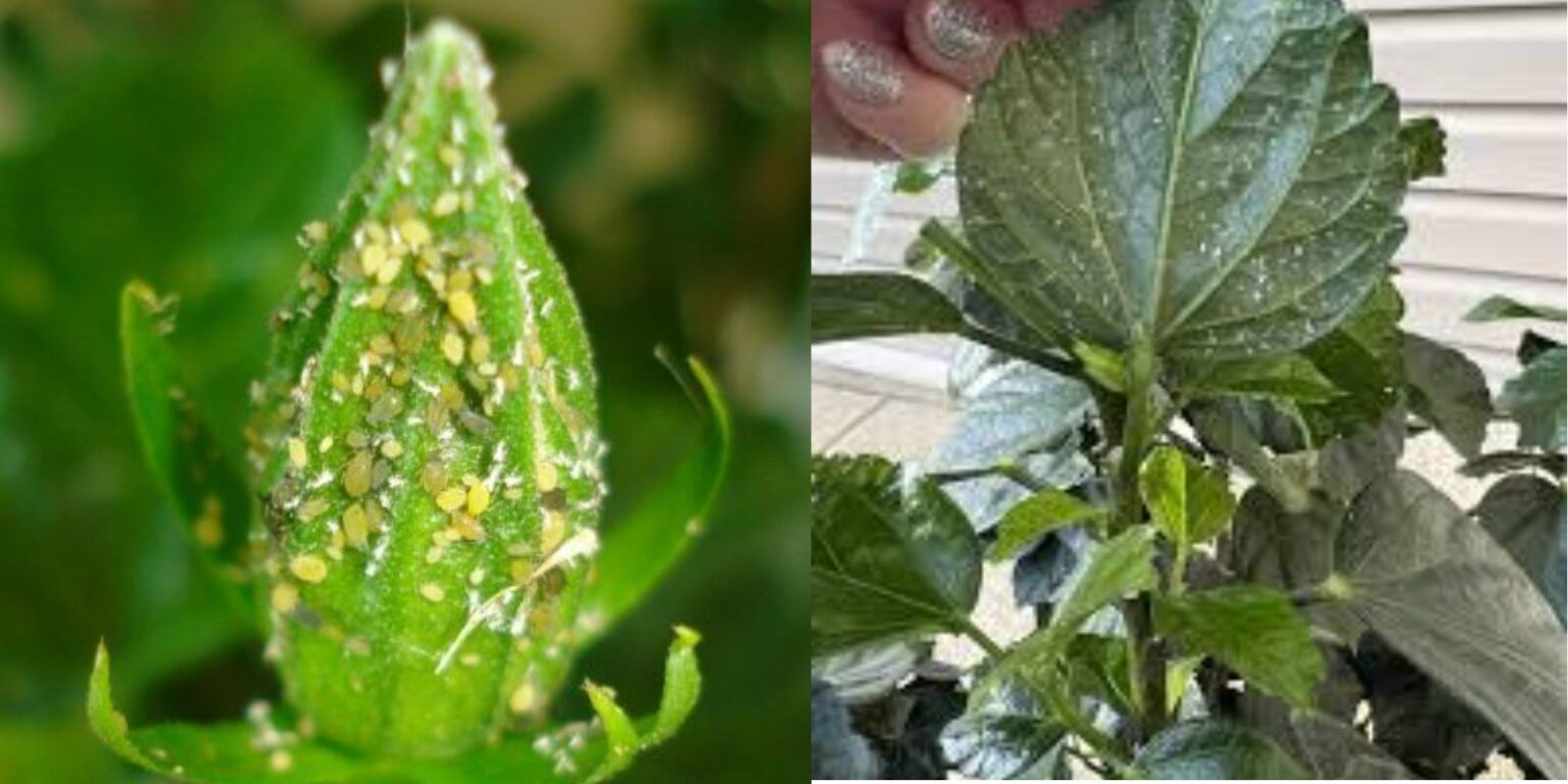 Bugs on Hibiscus: How to Identify and Control Common Pests for a ...