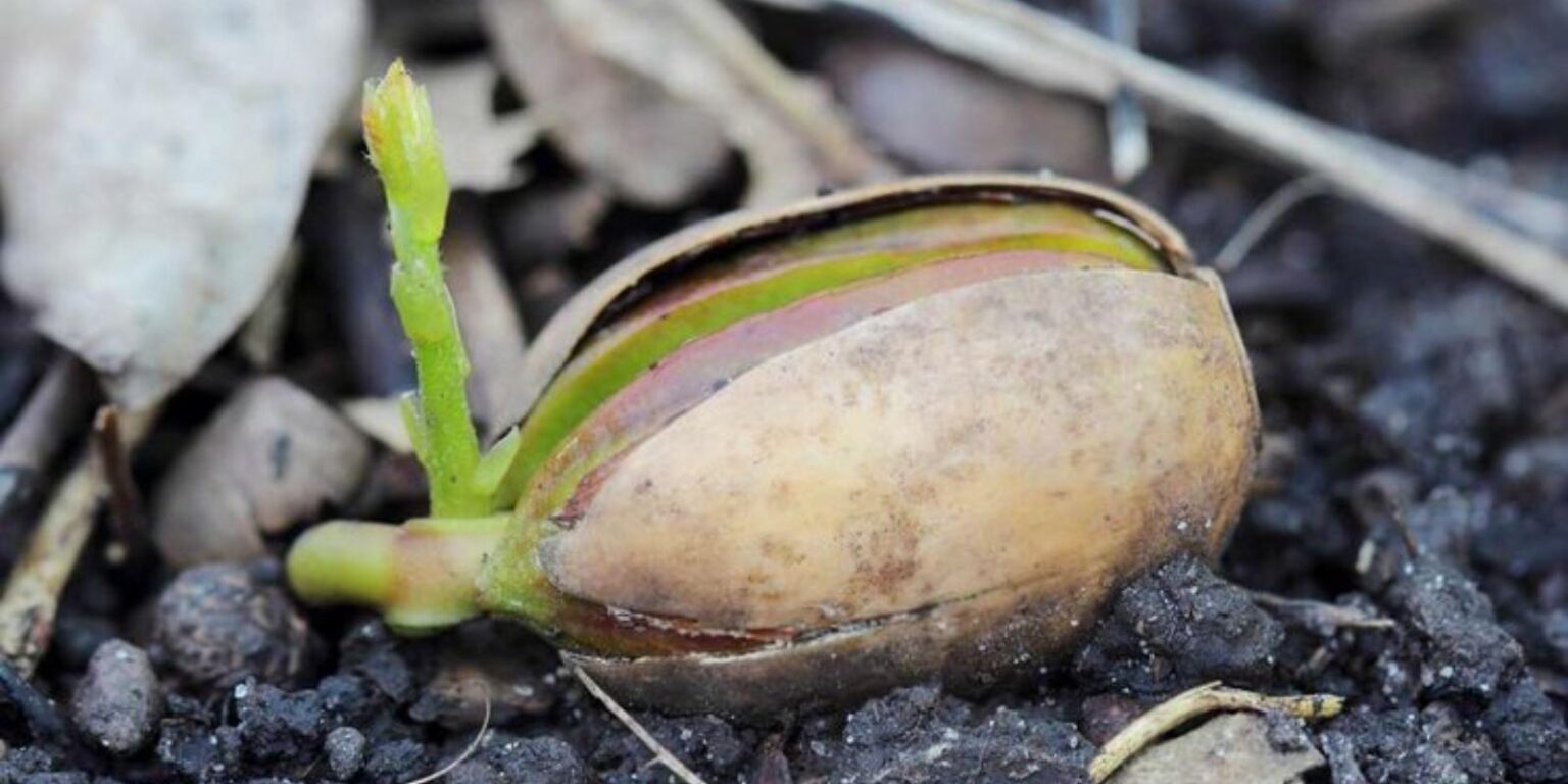 How to Grow an Oak Tree from an Acorn: A Step-by-Step Guide - Natural ...
