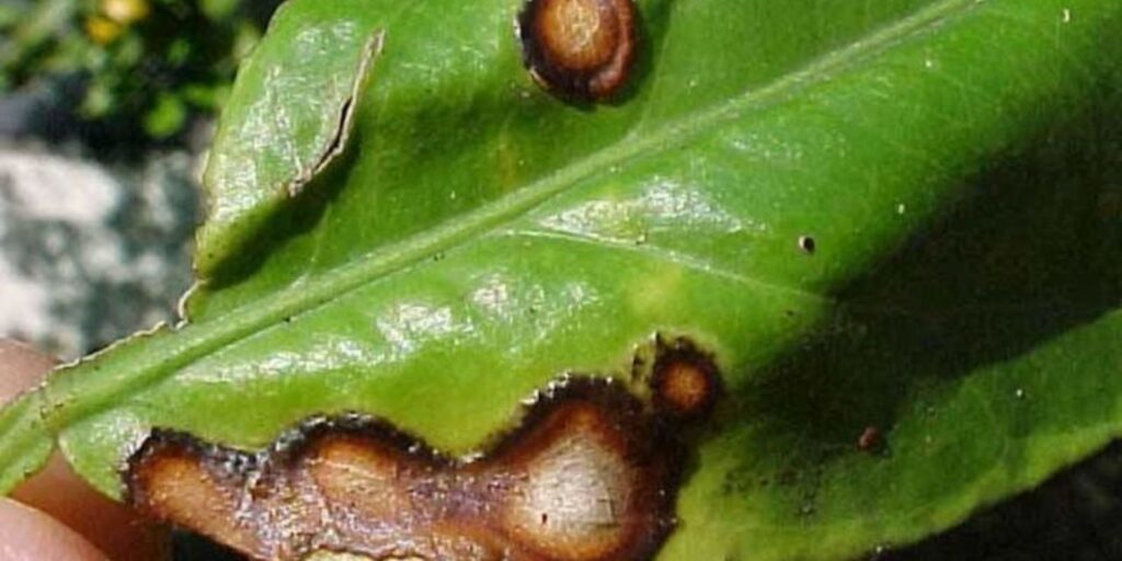 16 Common Citrus Tree Diseases and How to Treat Them - Natural Garden Tips